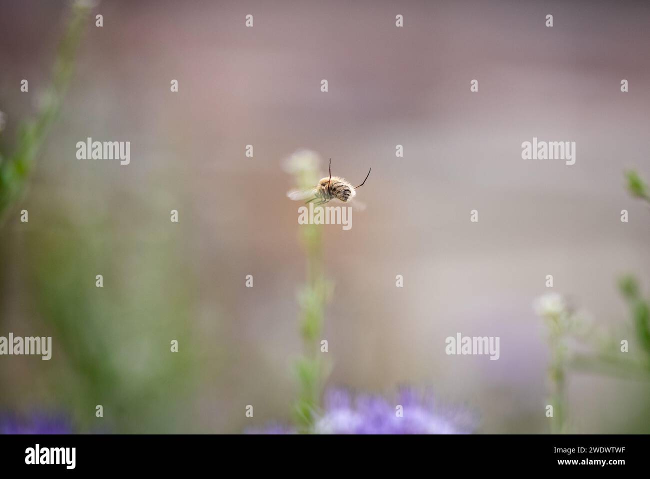 Wool floater photographed in flight with its hind legs extended. Small ...