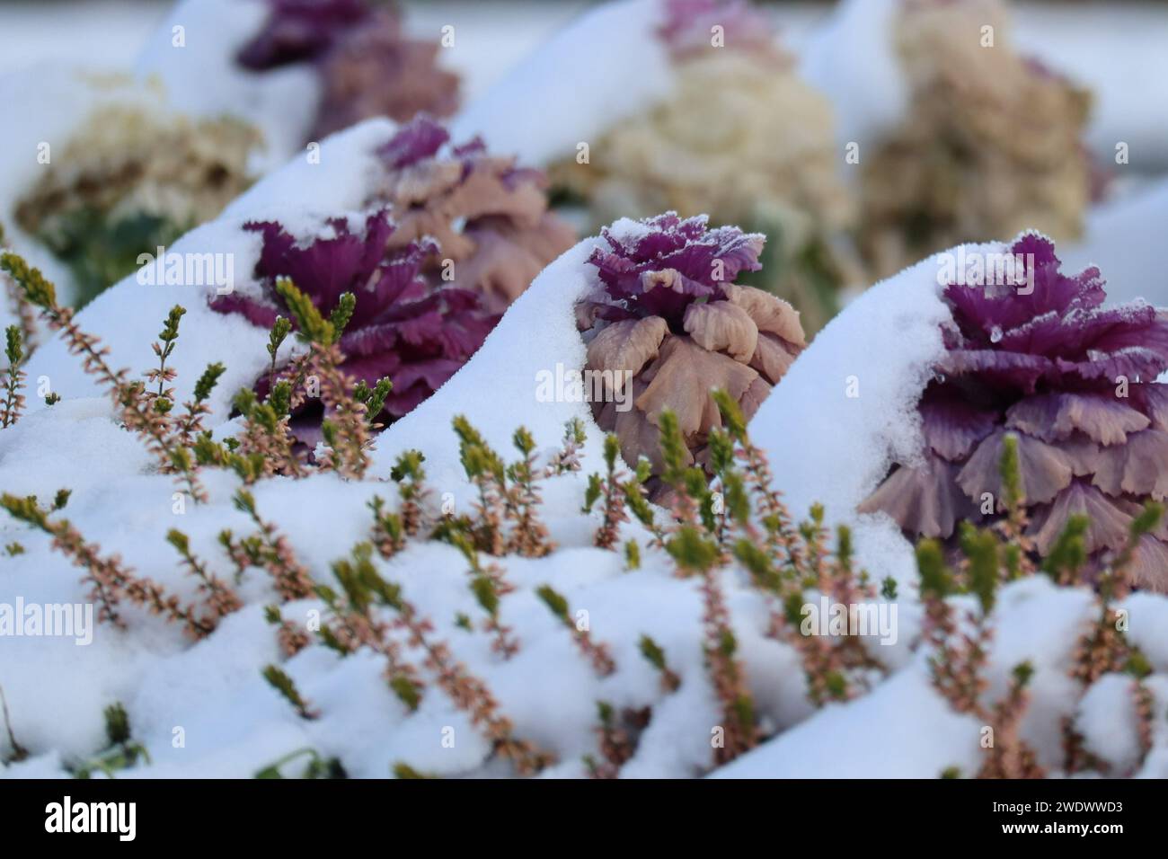 A feast for the eyes in winter hi-res stock photography and images - Alamy