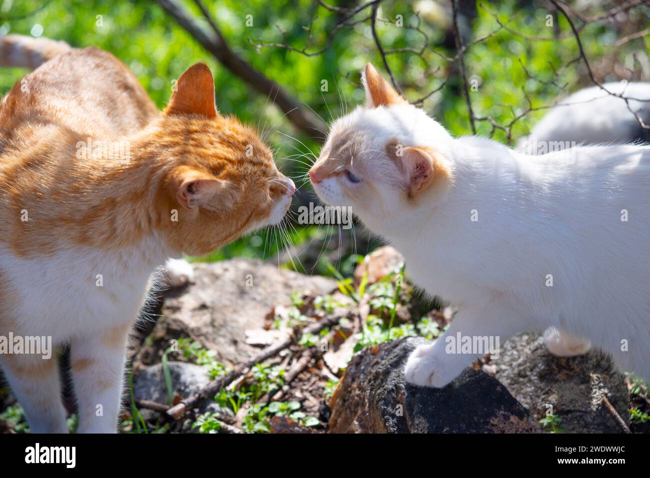 Cat and kitten in contact Stock Photo - Alamy