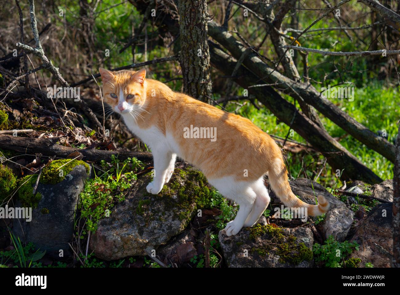 Tabby and white cat in nature Stock Photo - Alamy