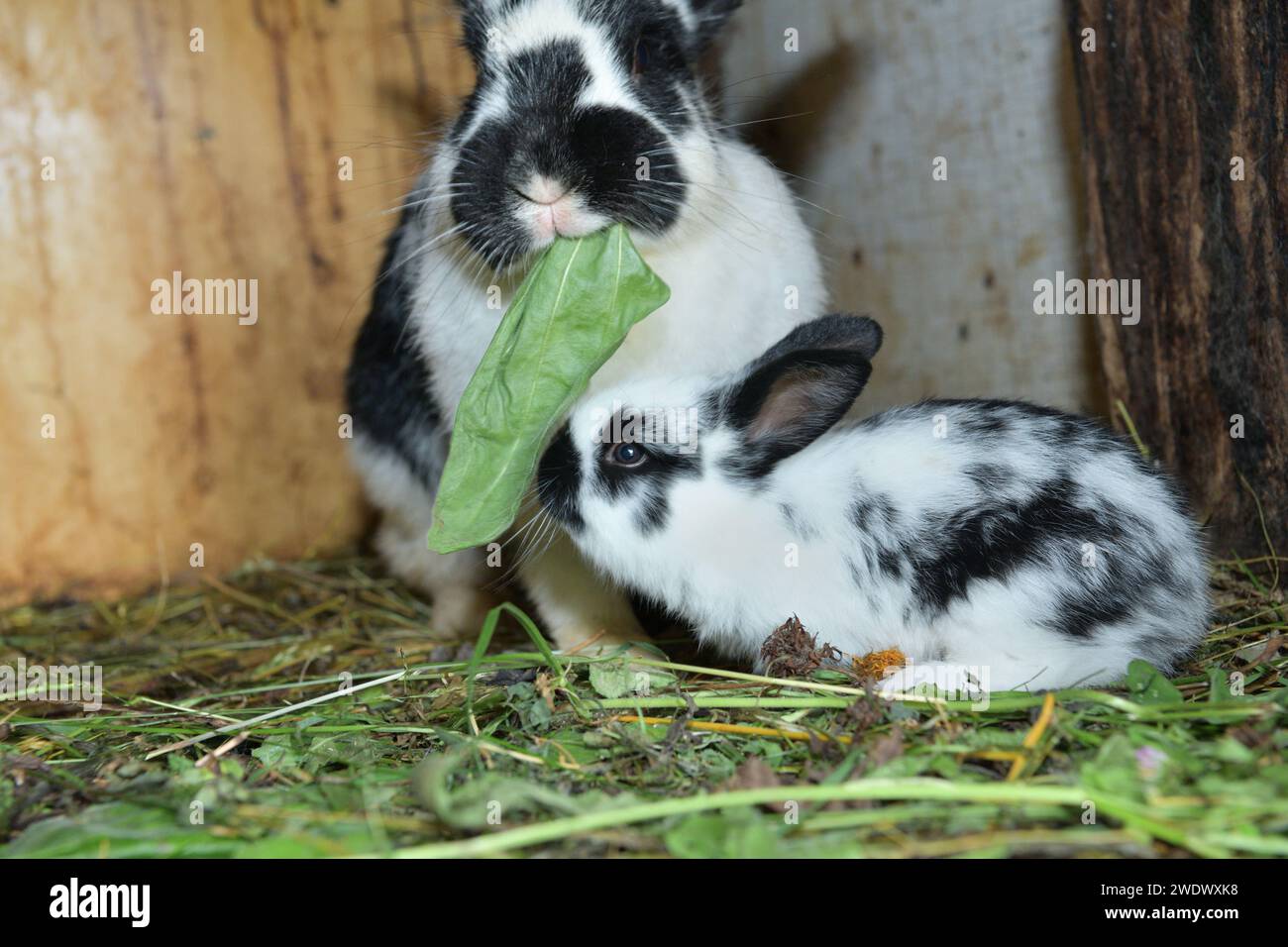 Animal love mother with smalll rabbits in the lair with hay Stock Photo ...