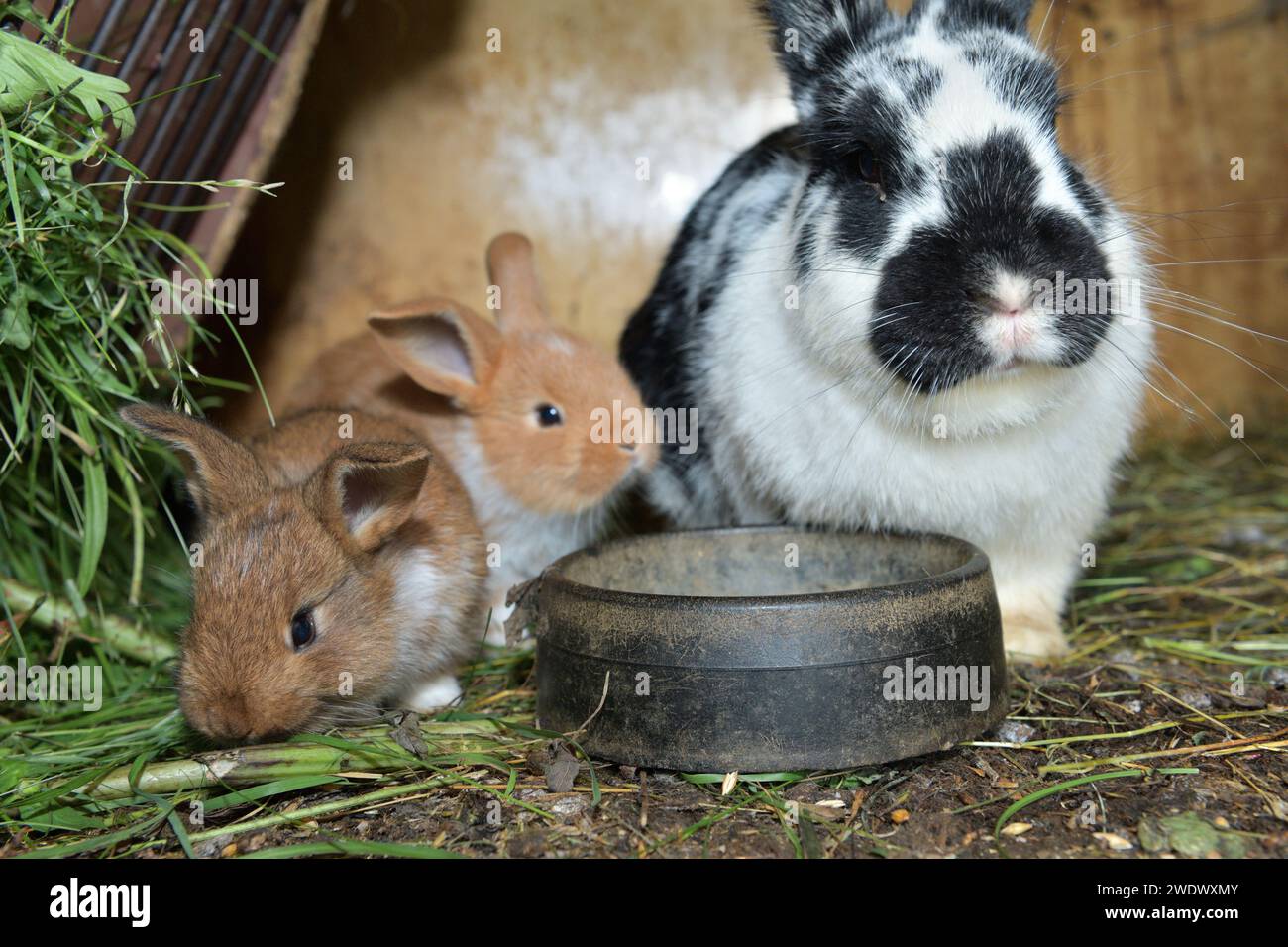 Animal love mother with smalll rabbits in the lair with hay Stock Photo ...