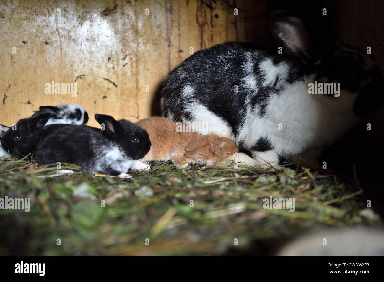 Animal love mother with smalll rabbits in the lair with hay Stock Photo ...