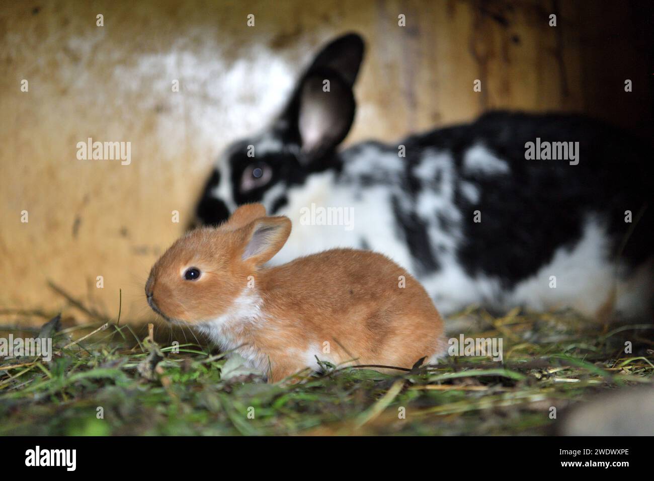 Animal love mother with smalll rabbits in the lair with hay Stock Photo ...