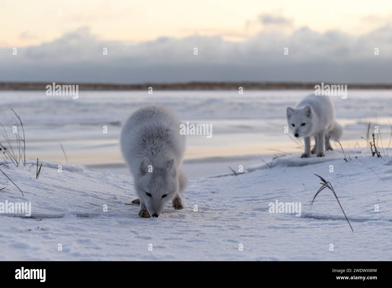 Two arctic foxes (Vulpes Lagopus) in wilde tundra. Arctic fox on the ...