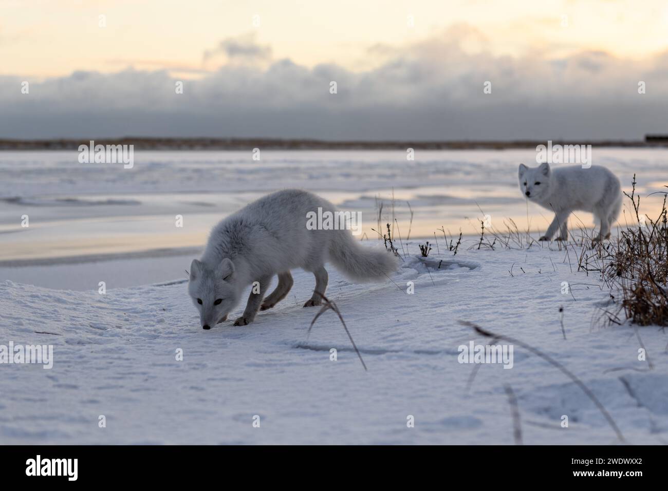 Two arctic foxes (Vulpes Lagopus) in wilde tundra. Arctic fox on the ...