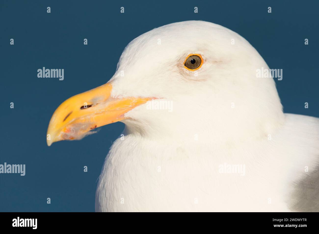Gull, Lovers Point Park, Monterey, California Stock Photo - Alamy