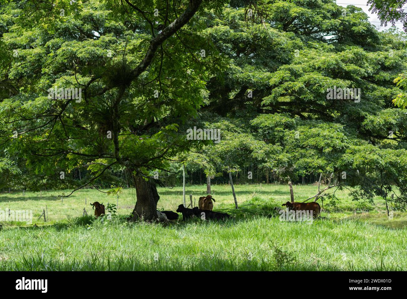 herd of gyr cows taking shade under a large tree in a grass field on a ...