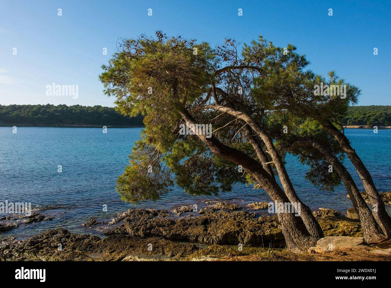 The coast of the Kasteja Forest Park - Park Suma Kasteja - in Medulin ...
