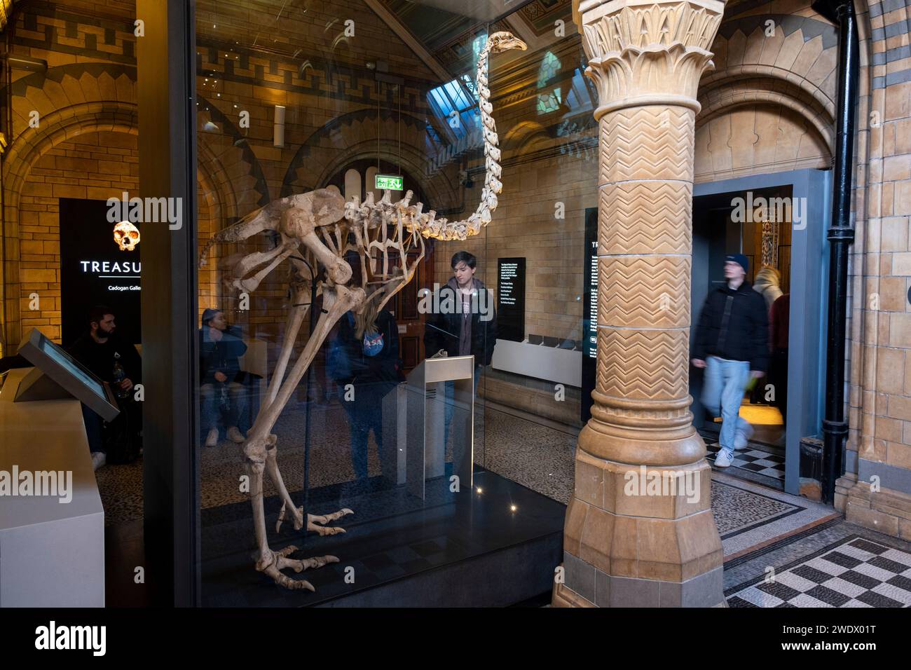 Visitors interact with the skeleton of a Giant Moa bird at the Natural ...
