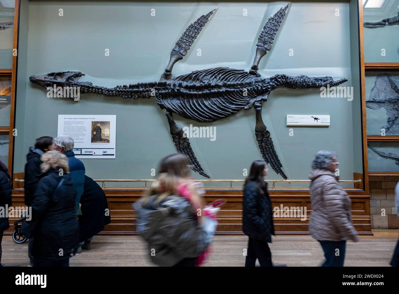 Visitors interact with a giant Pliosaur fossil at the Natural History ...