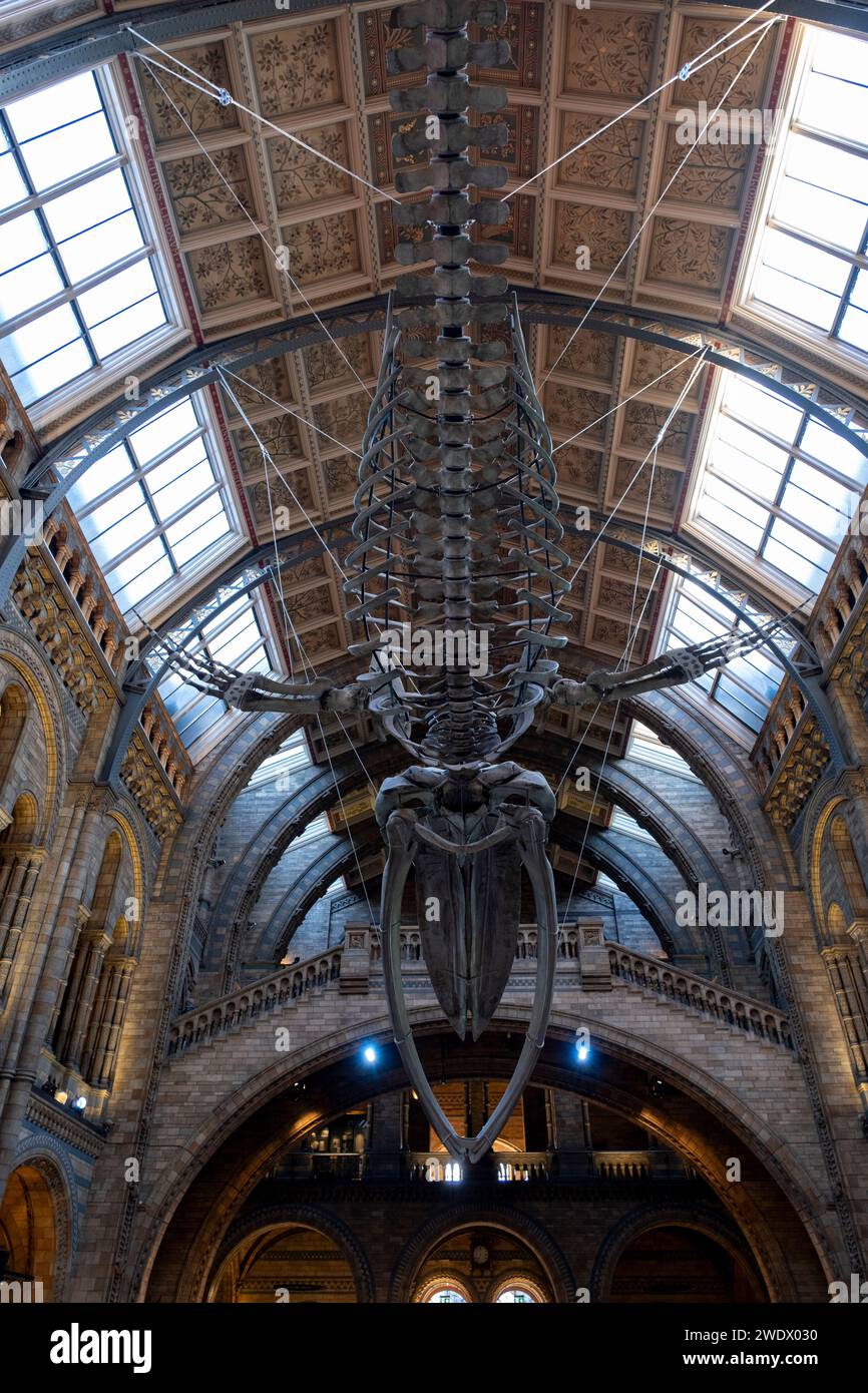 Visitors beneath the suspended skeleton of a Blue Whale in the Hintze ...