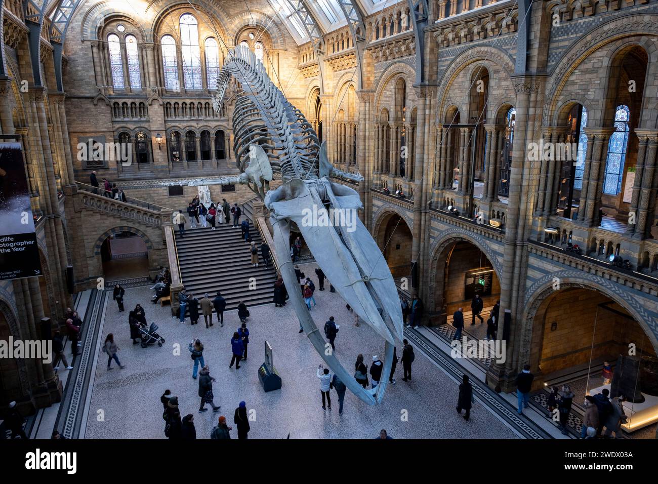 Visitors beneath the suspended skeleton of a Blue Whale in the Hintze ...