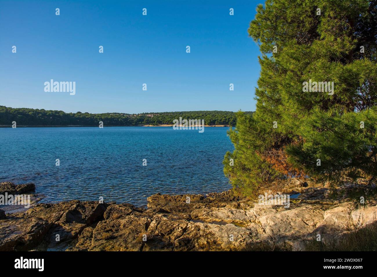 The coast of the Kasteja Forest Park - Park Suma Kasteja - in Medulin ...