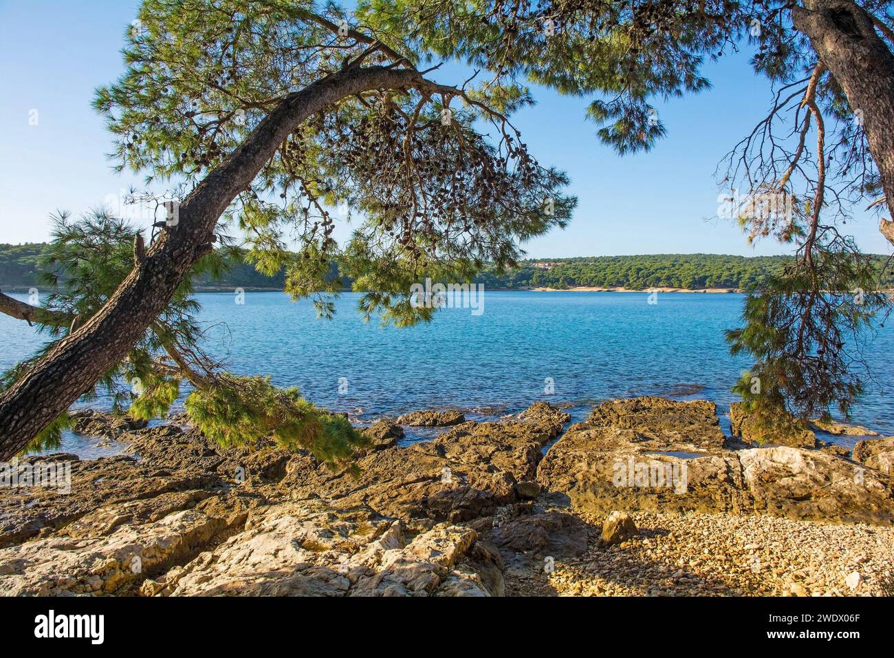 The rugged limestone coast of Kasteja Forest Park-Park Suma Kasteja in ...