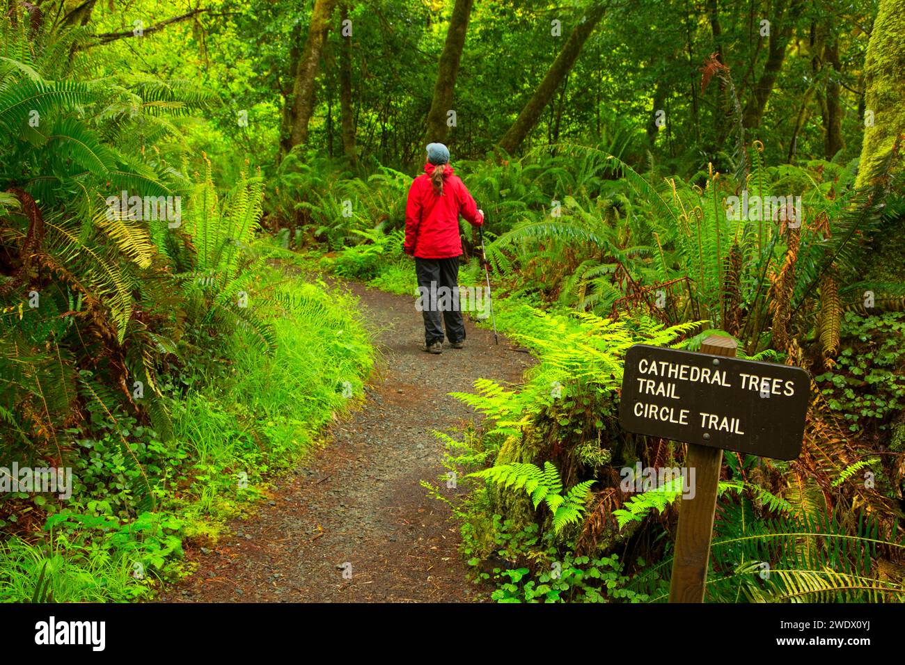 Cathedral Trees Trail, Prairie Creek Redwoods State Park, Redwood ...