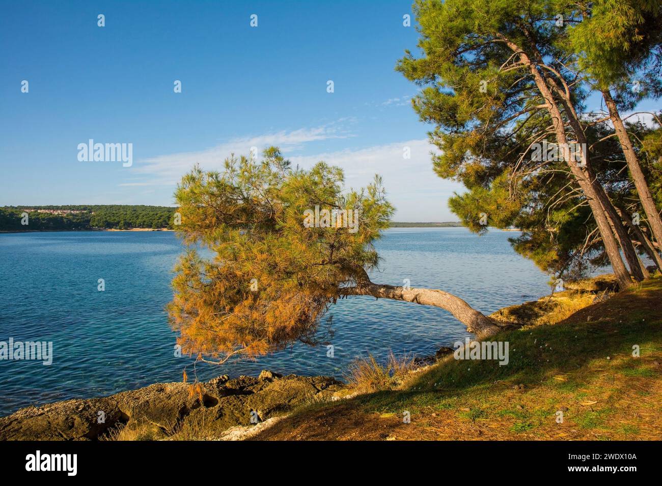 The coast of the Kasteja Forest Park - Park Suma Kasteja - in Medulin ...