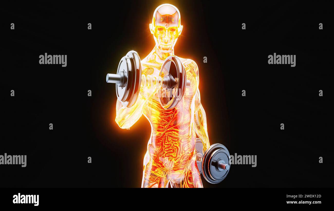 Anatomy of a X-ray man doing Biceps Curls Stock Photo - Alamy