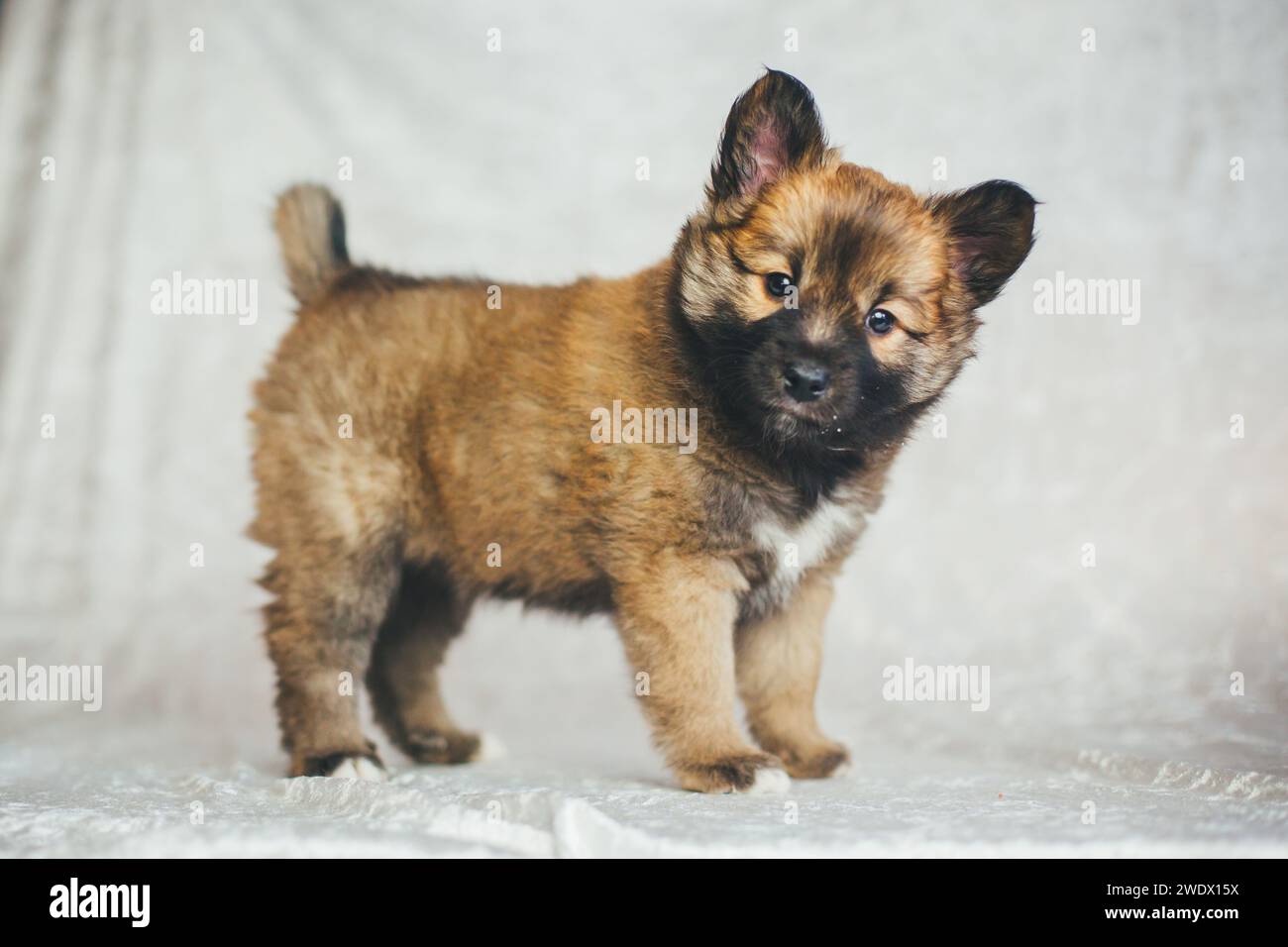6 weeks dog hi-res stock photography and images - Alamy