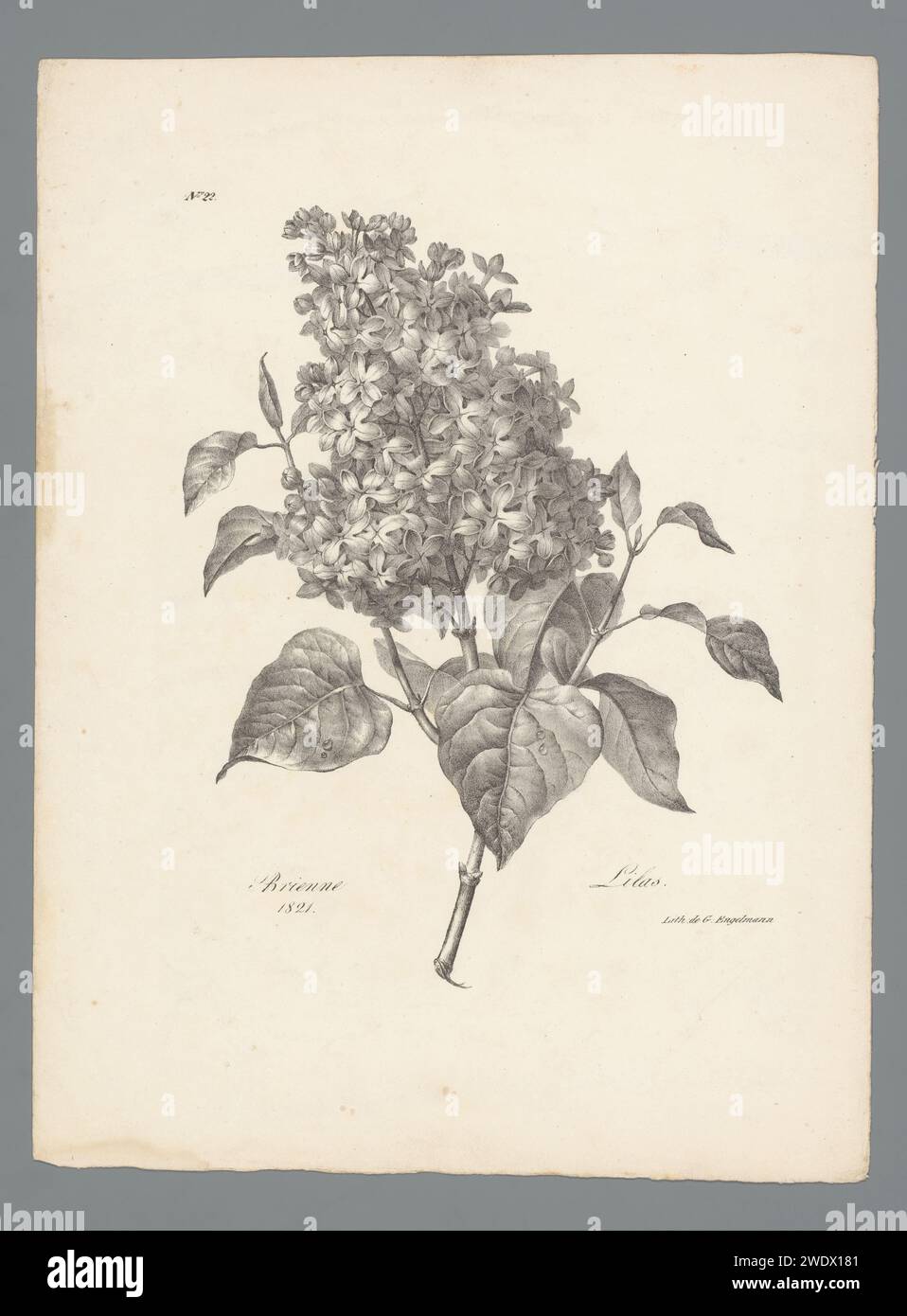 Sering, Auguste Piquet de Brienne, 1821 print Paris paper flowers Stock ...
