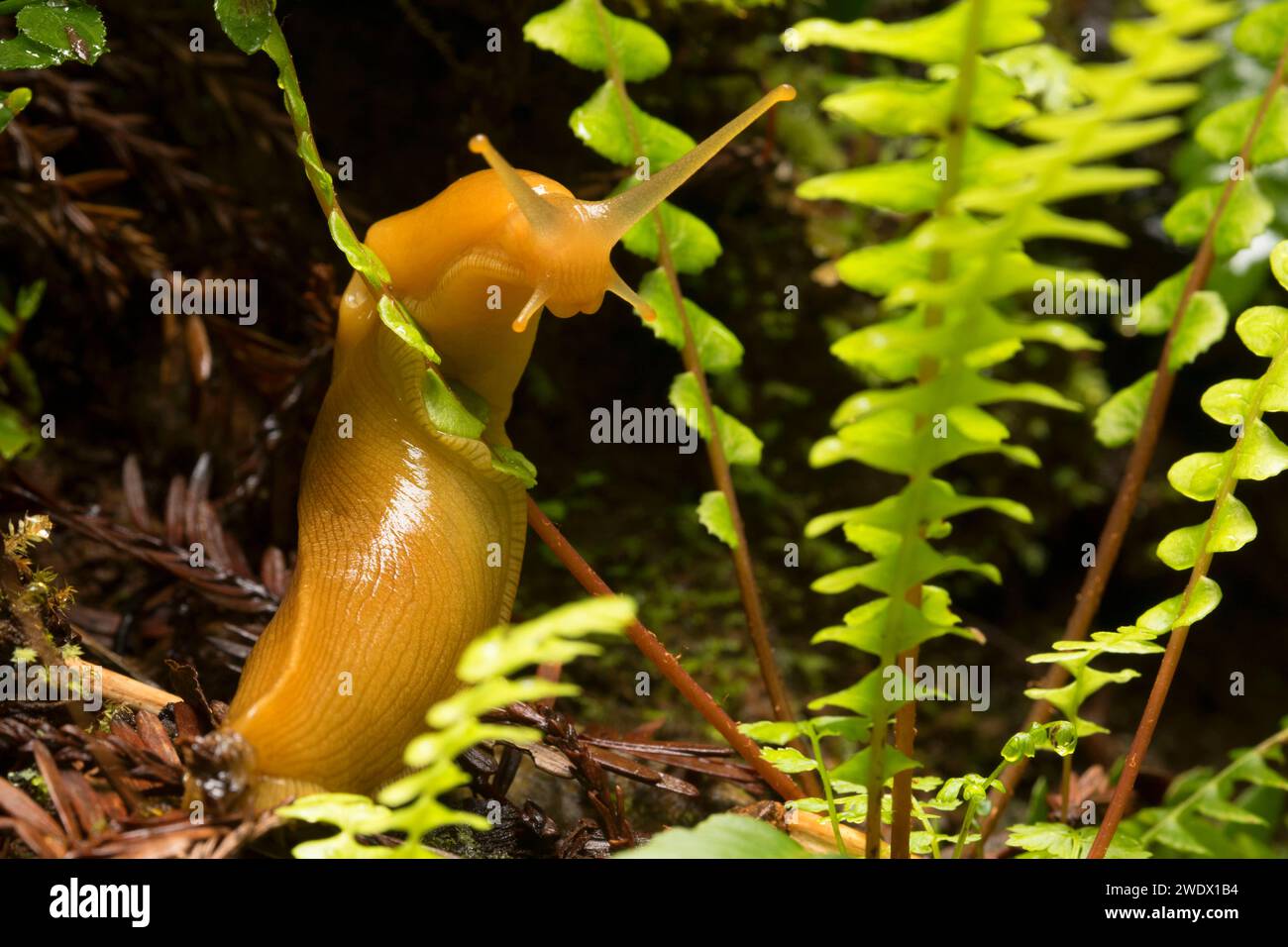 Banana slug along South Fork Trail, Prairie Creek Redwoods State Park ...