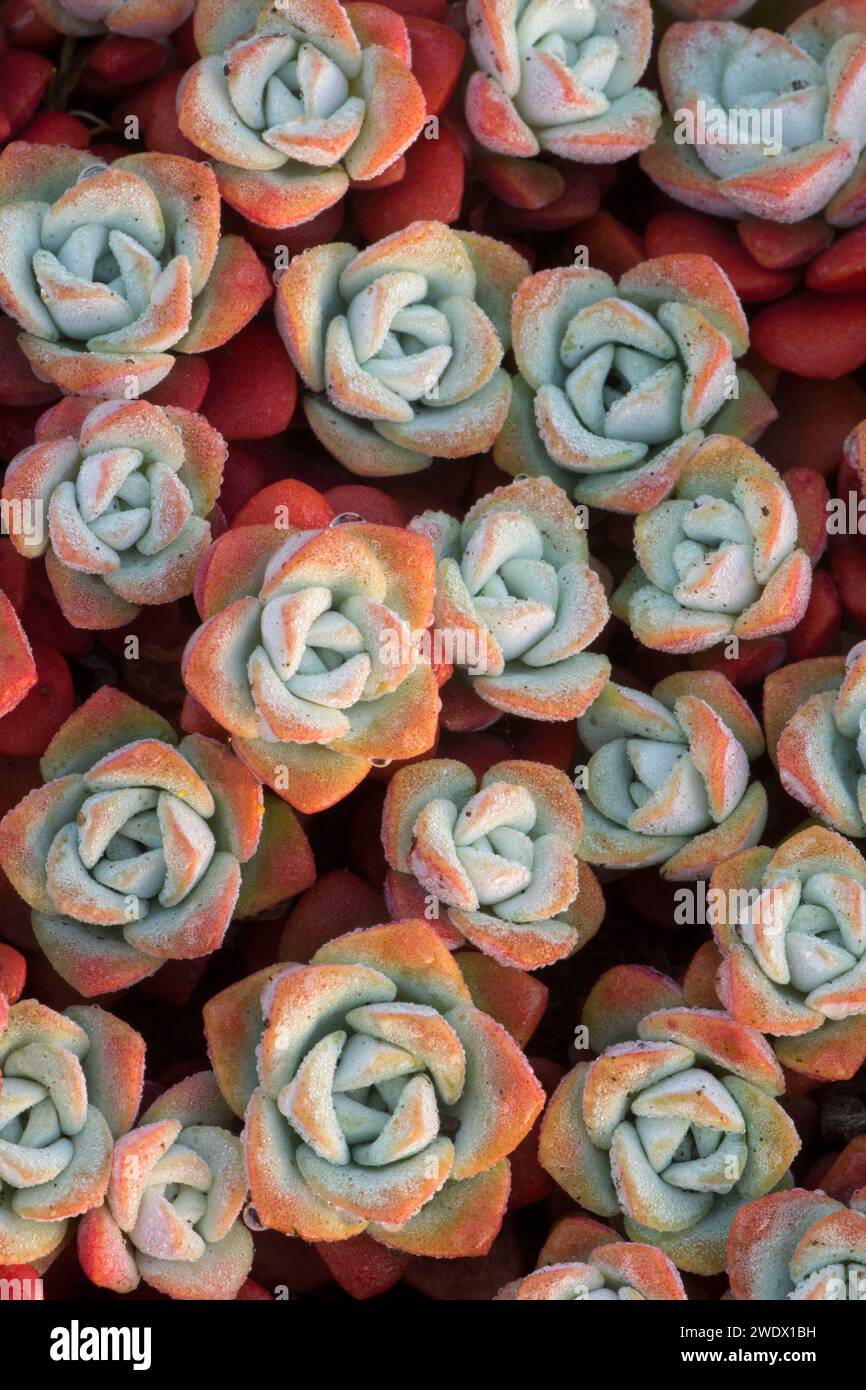 Stonecrop, Point St. George Heritage Area, Crescent City, California ...