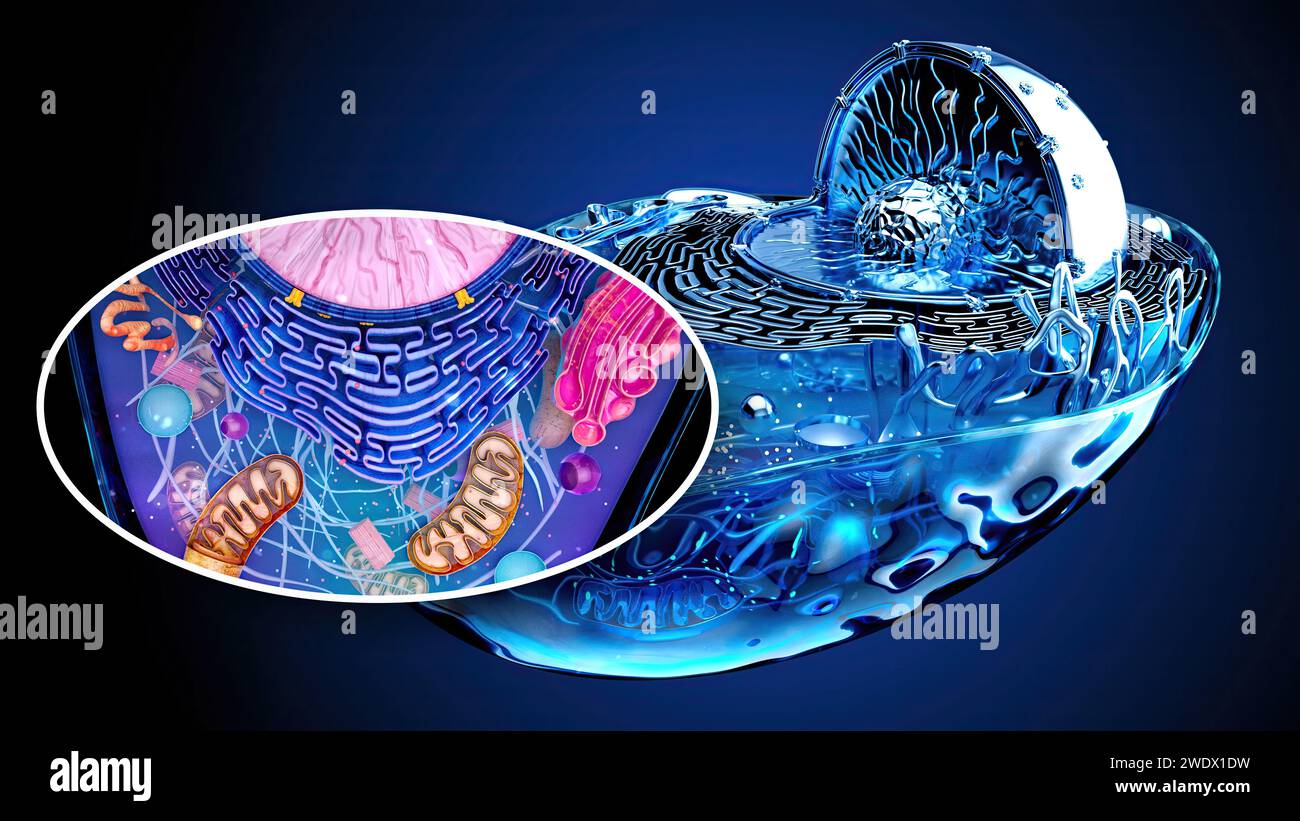 4K abstract illustration of the biological cell and the mitochondria ...