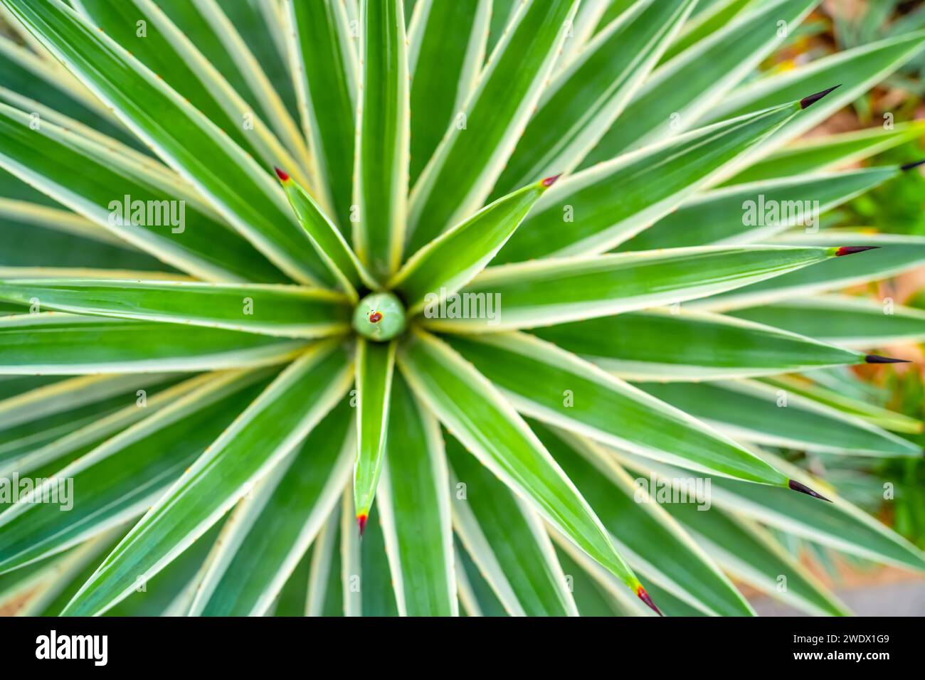 Agave with wide star shaped leaves radiating out with green shades of ...