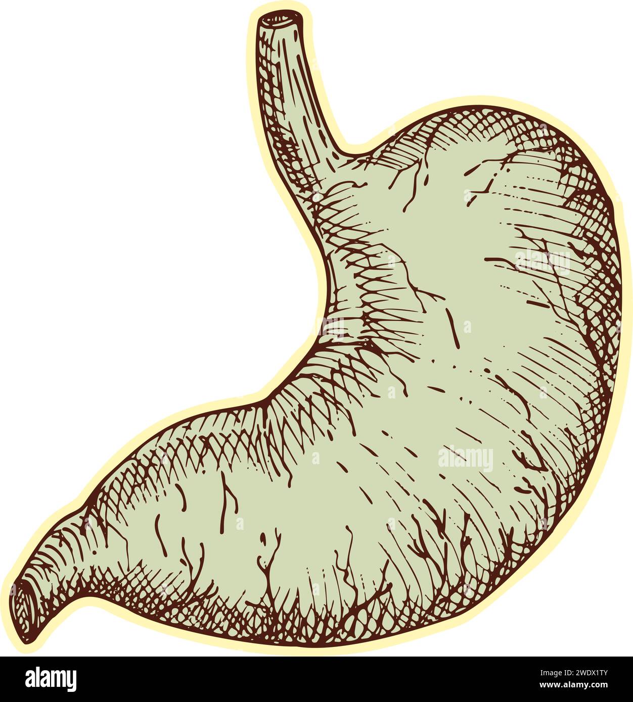 Sticker of human stomach. Vintage anatomy engraving sketch organ ...