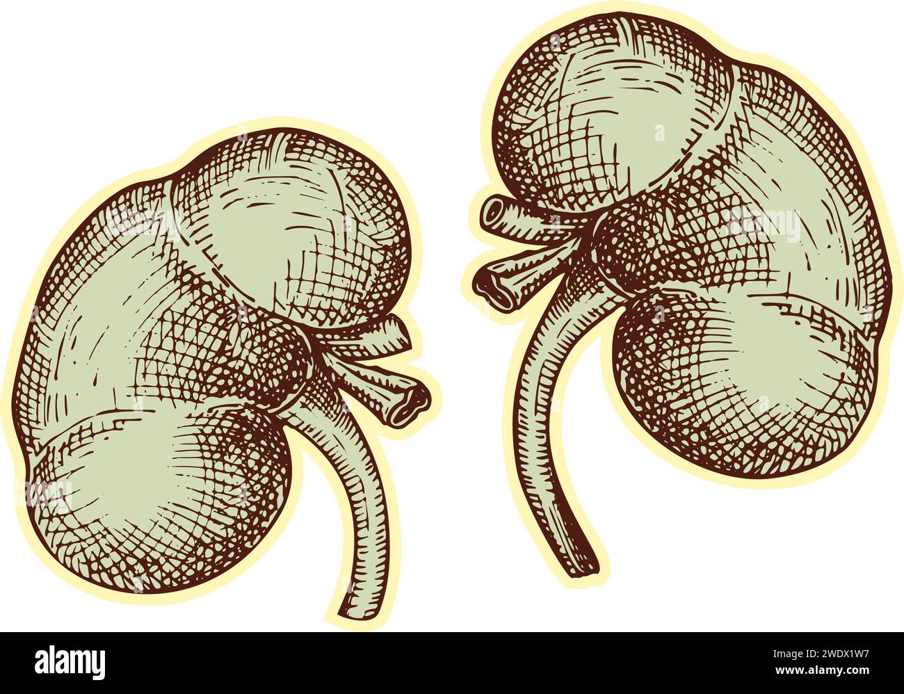 Human anatomy engraving vintage hi-res stock photography and images - Alamy