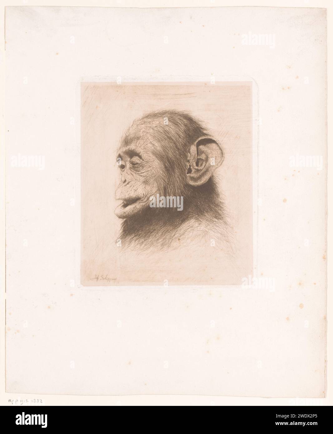 Kop of a young chimpanzee, Joseph Schippers, 1894 print paper. etching ...