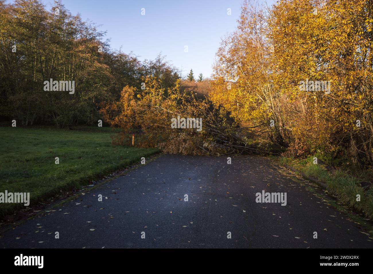 Seattle, USA. 2 Dec, 2023. A tree blown down in a wind storm at ...