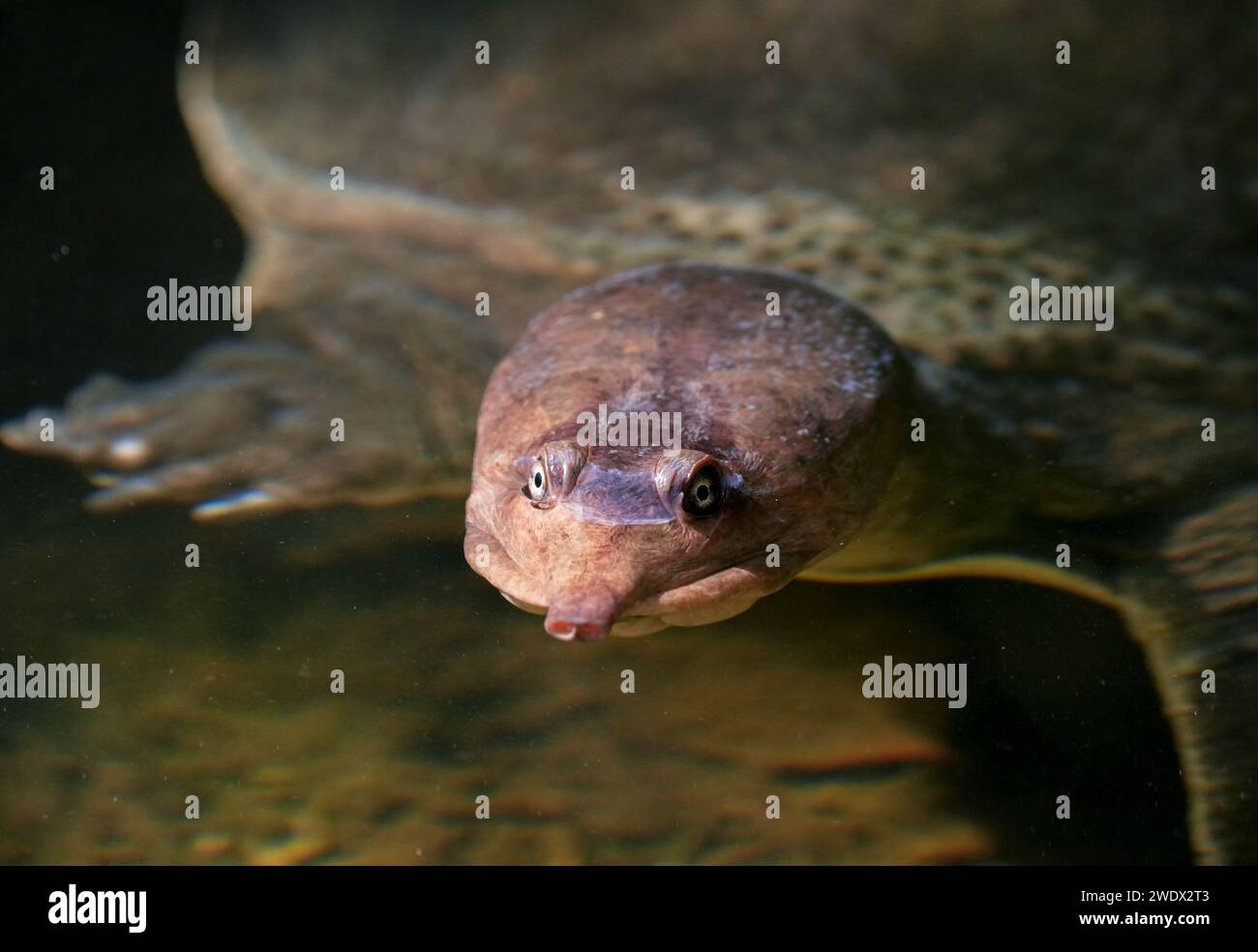 Naples, United States. 21st Jan, 2024. Florida softshell turtle on ...