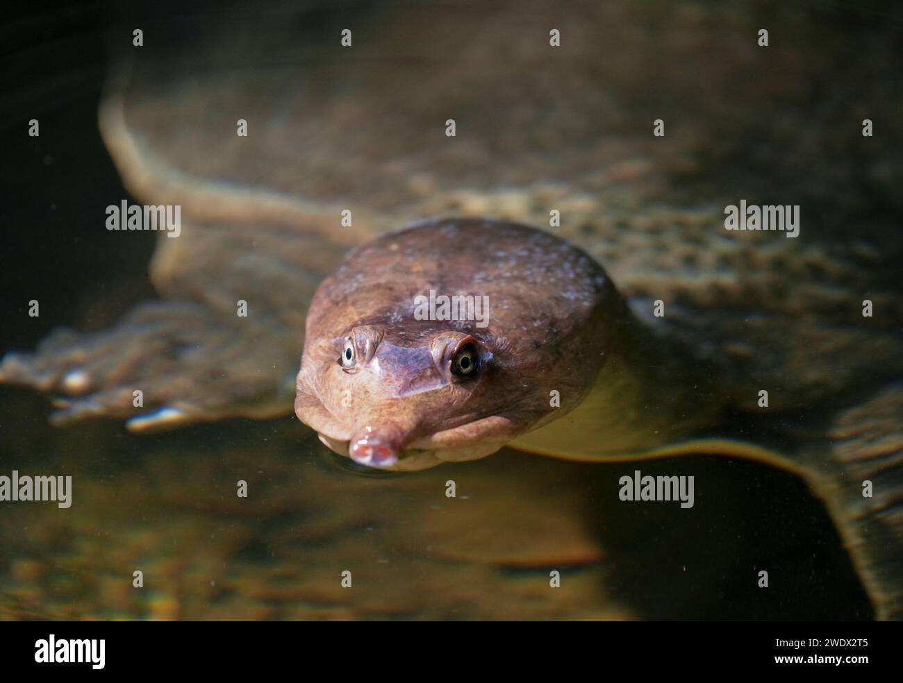 Naples, United States. 21st Jan, 2024. Florida softshell turtle on ...