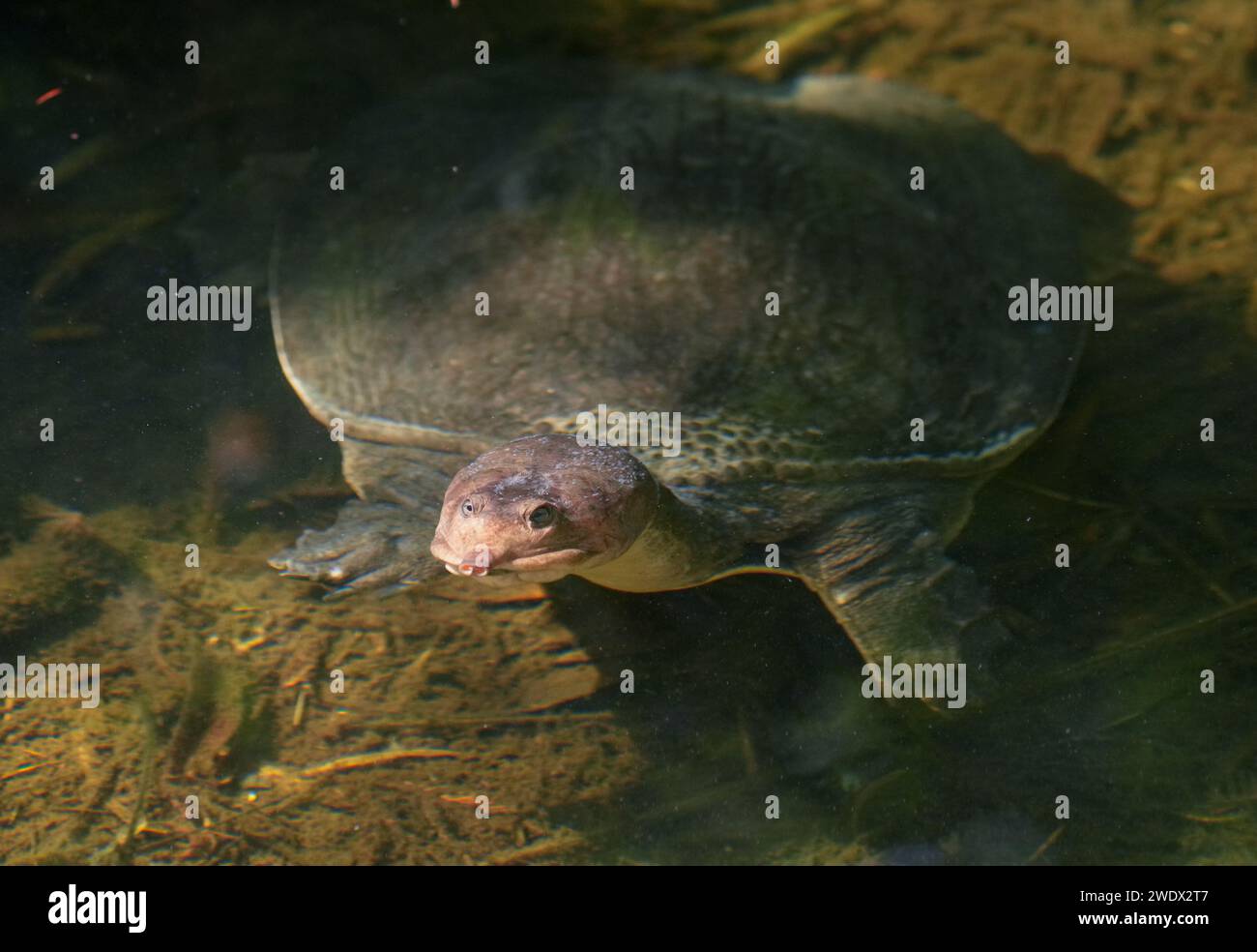 Naples, United States. 21st Jan, 2024. Florida softshell turtle on ...