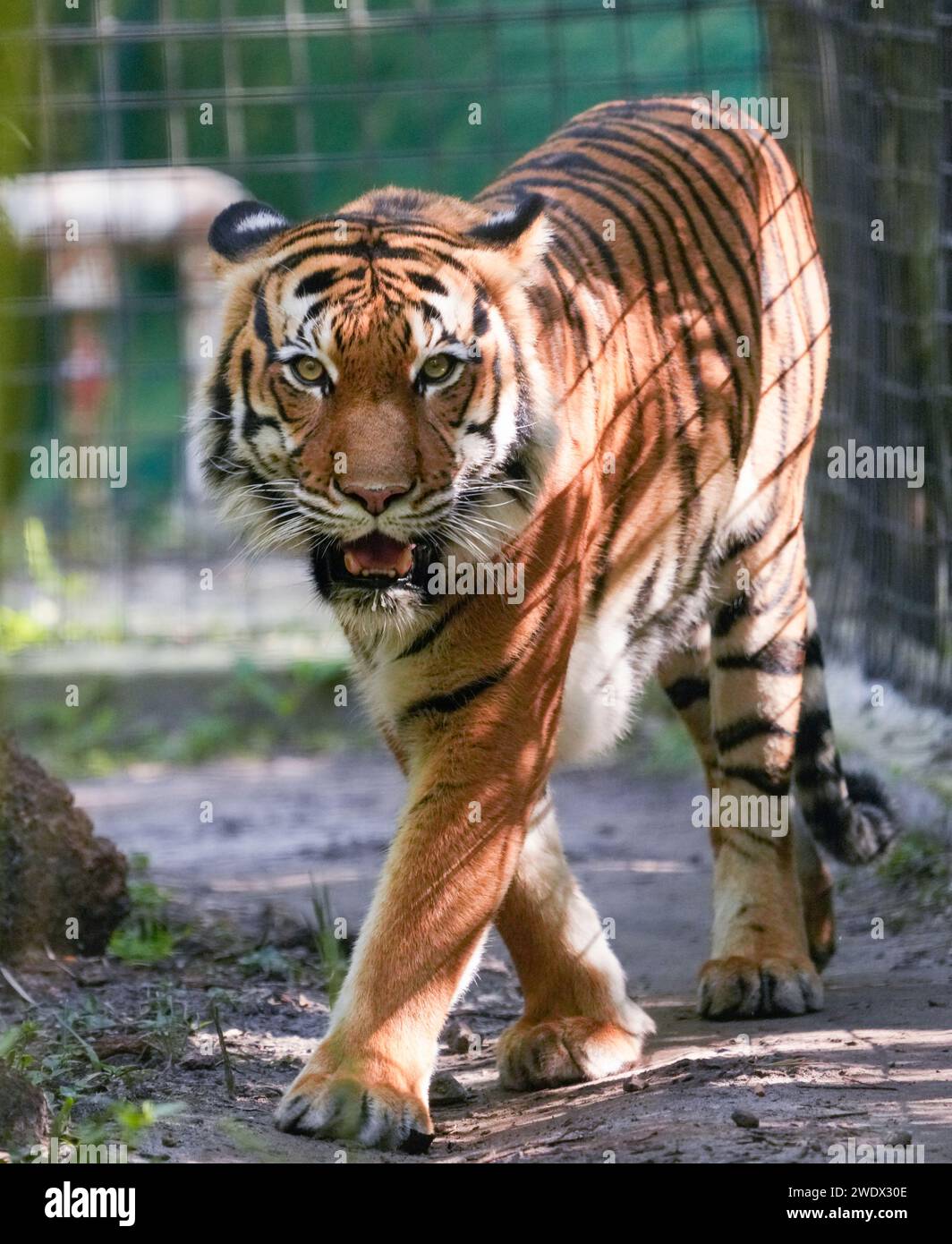Naples, United States. 17th Jan, 2024. Malayan Tiger on display at the ...