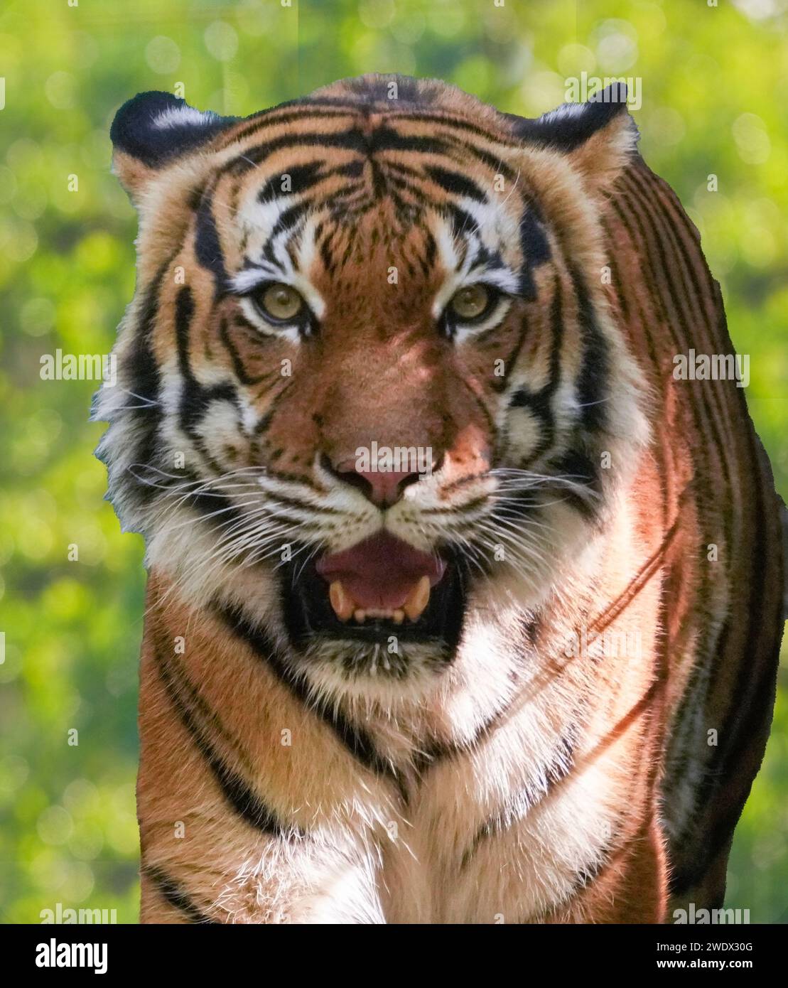 Naples, United States. 17th Jan, 2024. Malayan Tiger on display at the ...
