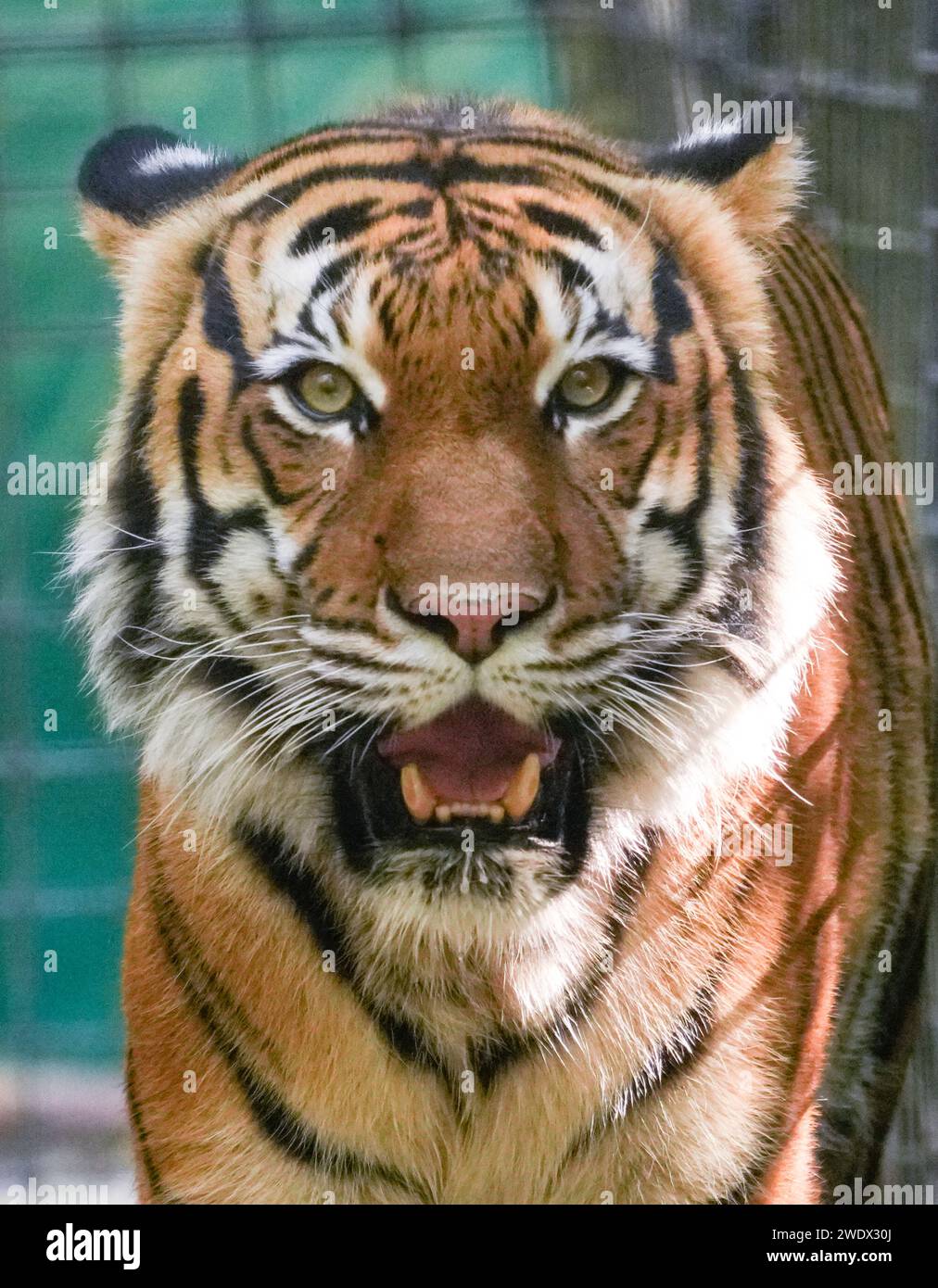 Naples, United States. 17th Jan, 2024. Malayan Tiger on display at the ...
