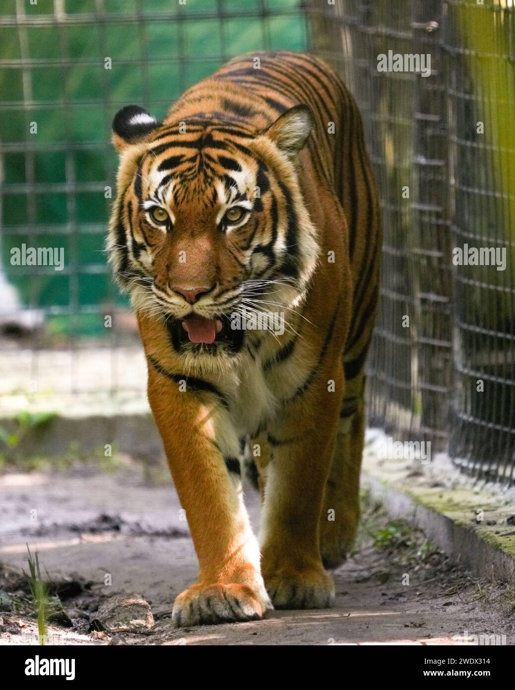 Naples, United States. 17th Jan, 2024. Malayan Tiger on display at the ...