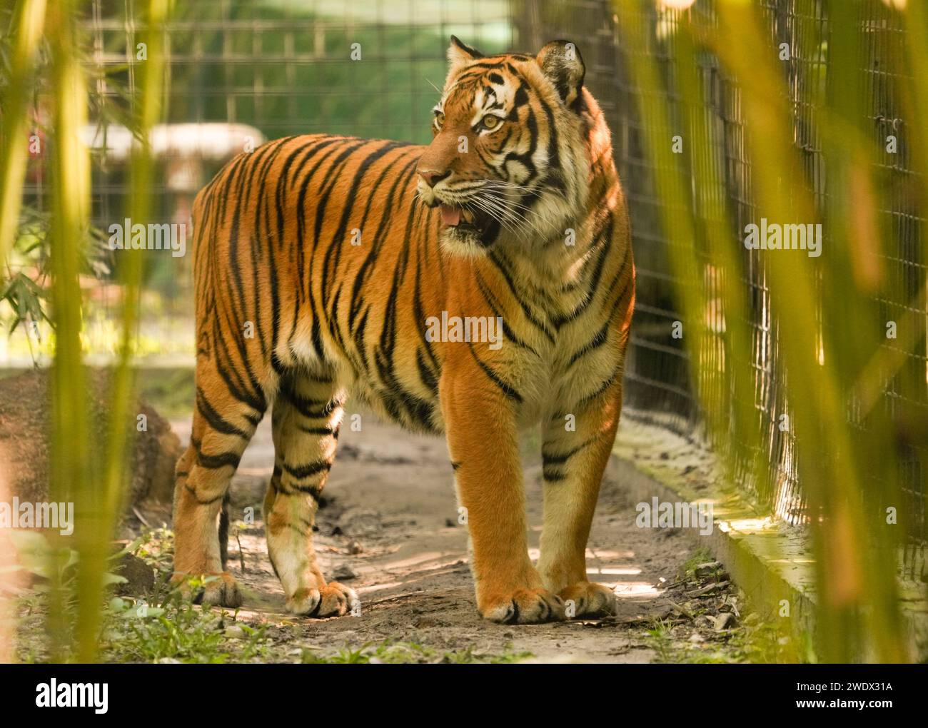 Naples, United States. 17th Jan, 2024. Malayan Tiger on display at the ...