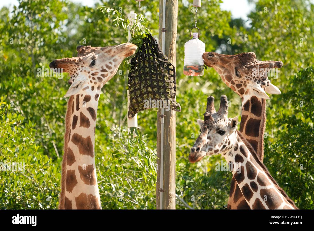 Naples, United States. 21st Jan, 2024. Giraffe on display at the Naples ...