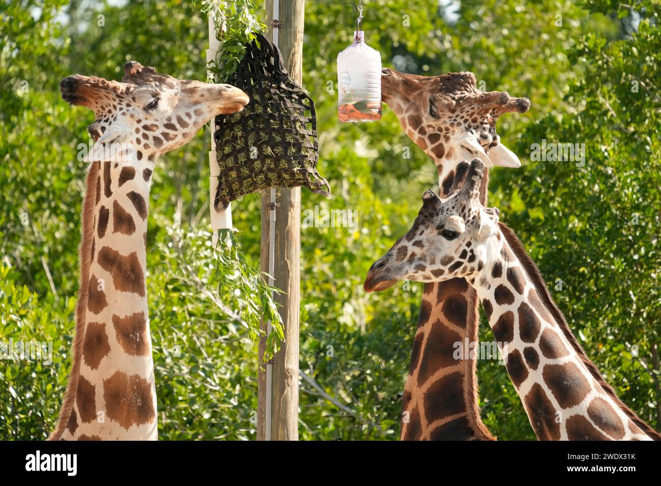 Naples, United States. 21st Jan, 2024. Giraffe on display at the Naples ...