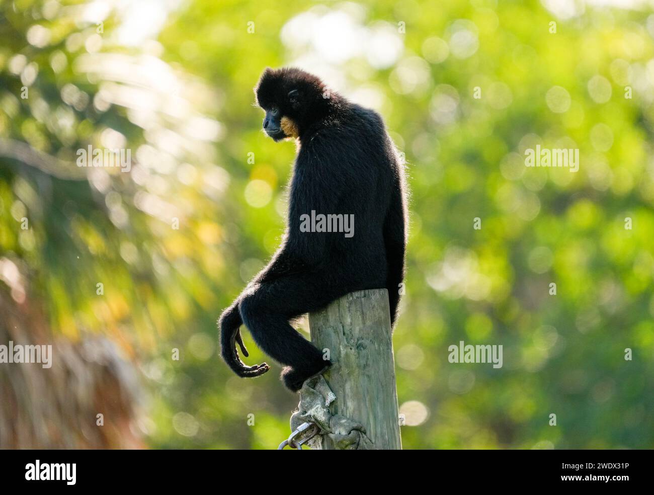 Naples, United States. 21st Jan, 2024. southern white-cheeked gibbon on ...
