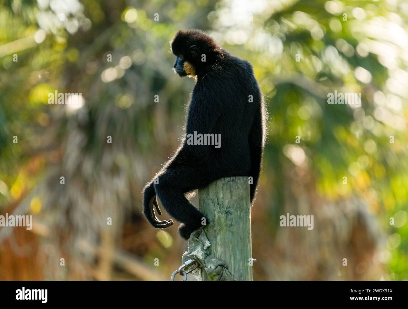 Naples, United States. 21st Jan, 2024. southern white-cheeked gibbon on ...