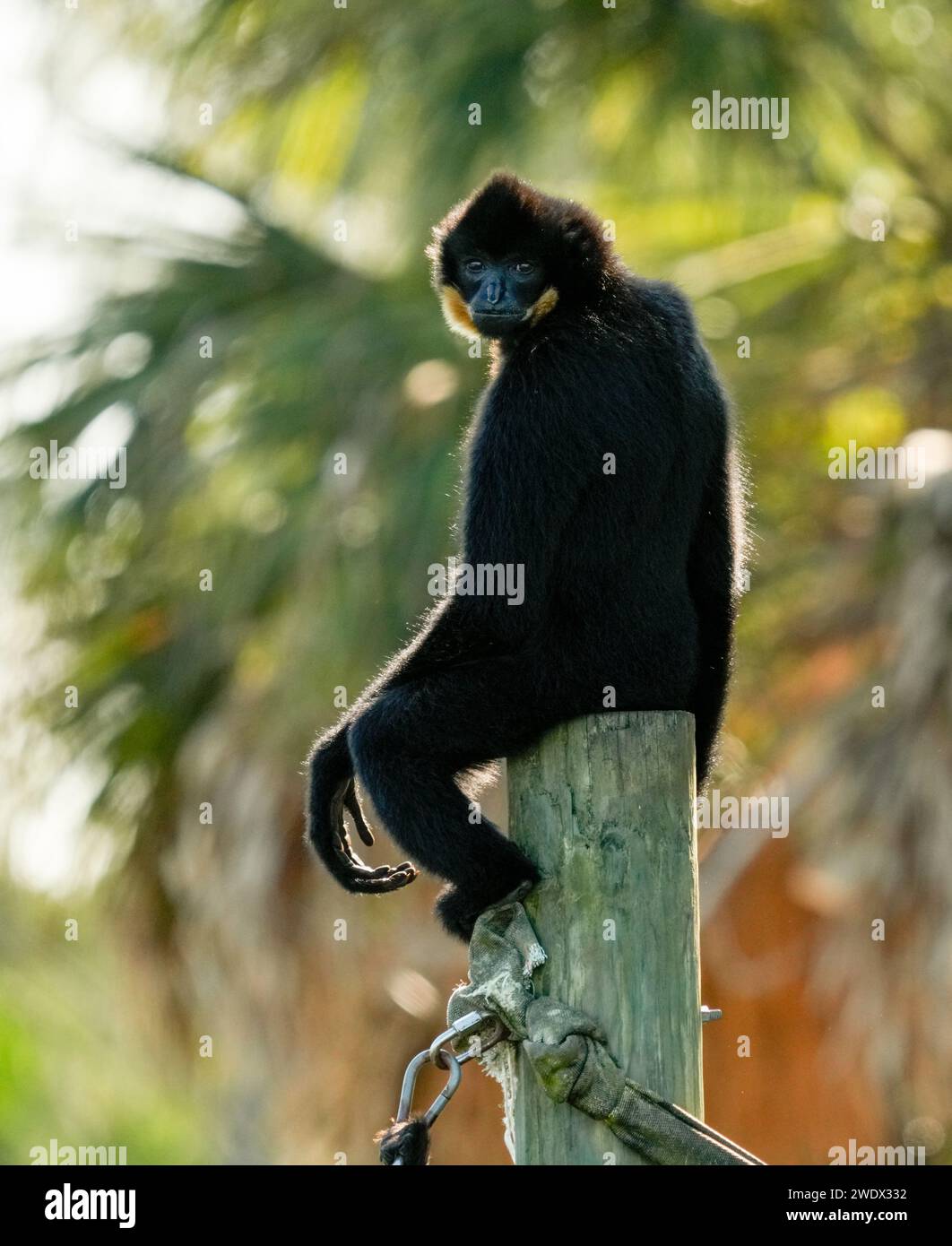 Naples, United States. 21st Jan, 2024. southern white-cheeked gibbon on ...