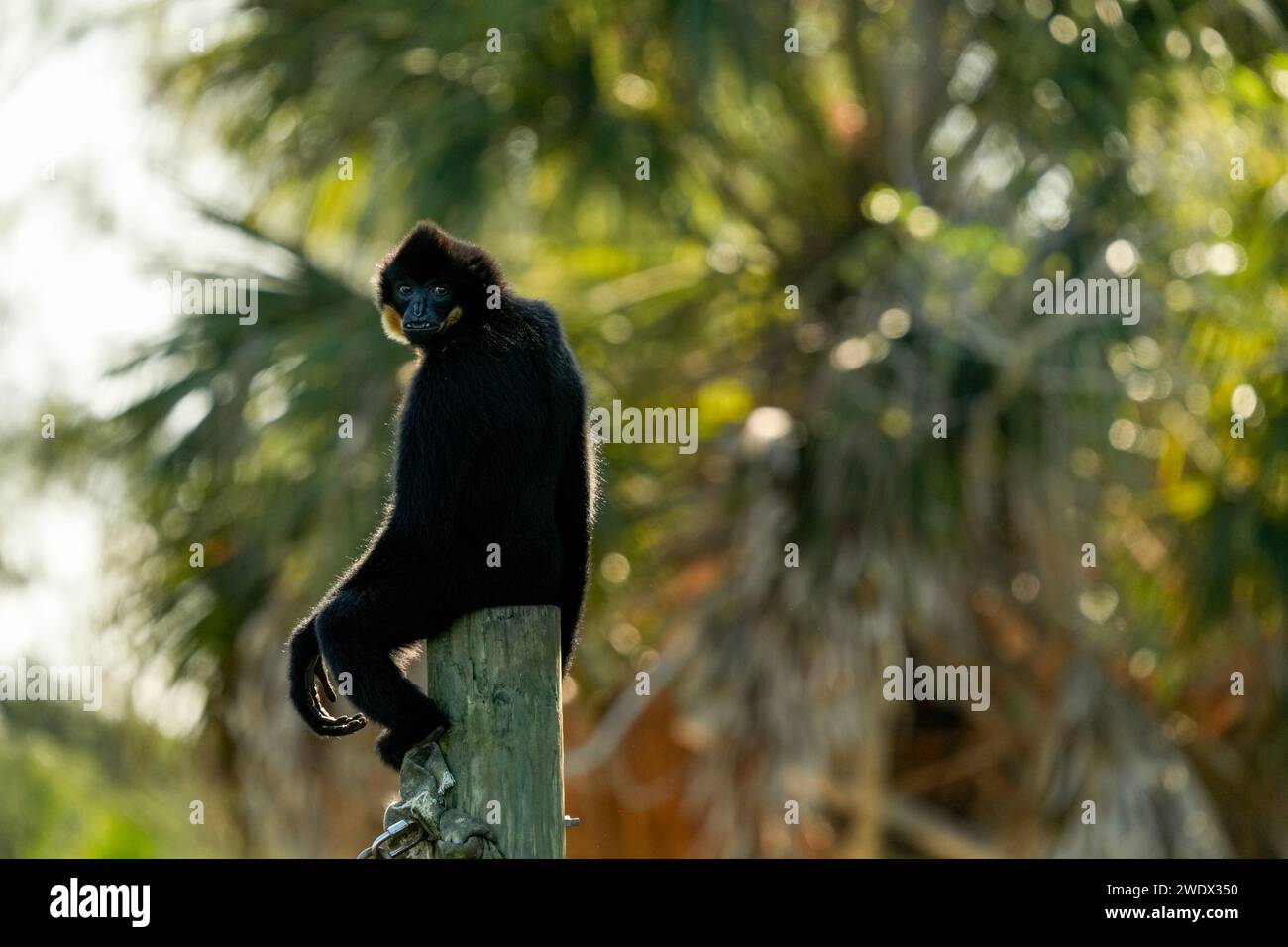 Naples, United States. 21st Jan, 2024. southern white-cheeked gibbon on ...