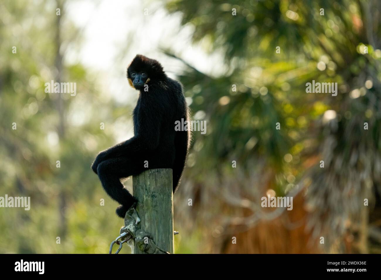 Naples, United States. 21st Jan, 2024. southern white-cheeked gibbon on ...