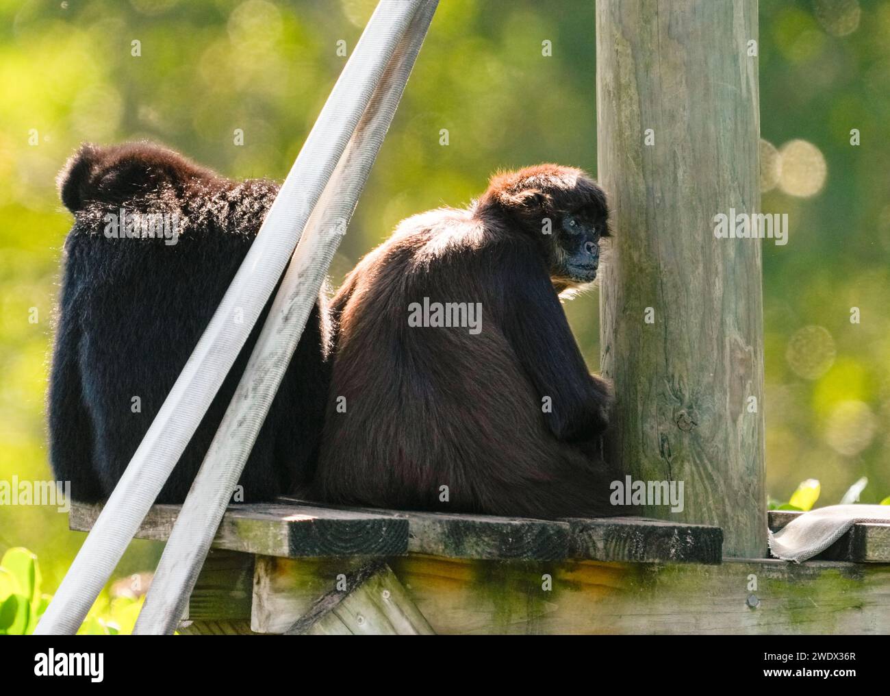 Naples, United States. 21st Jan, 2024. Right: Oldest living BLACK ...