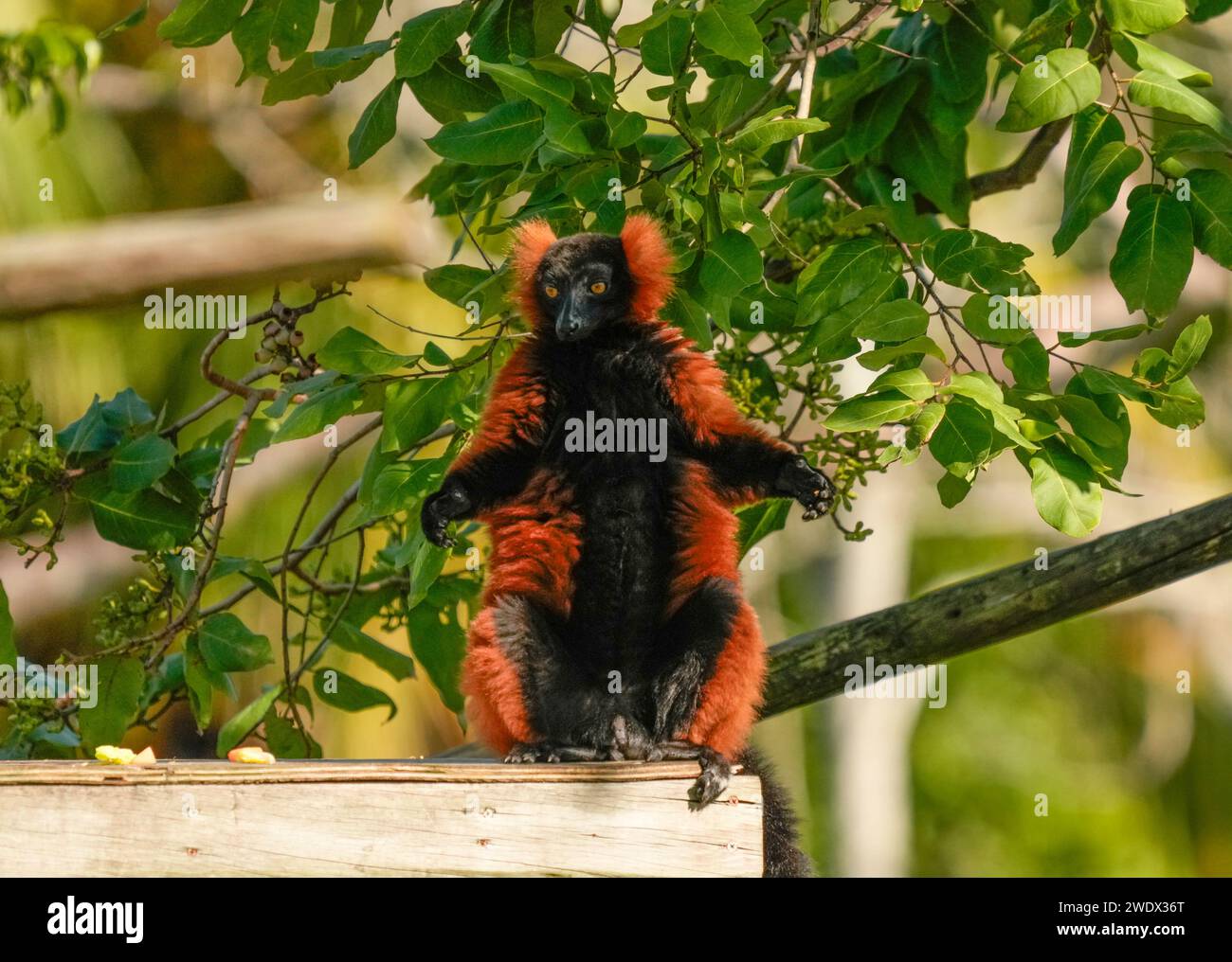Naples, United States. 21st Jan, 2024. RED-RUFFED LEMUR on display at ...