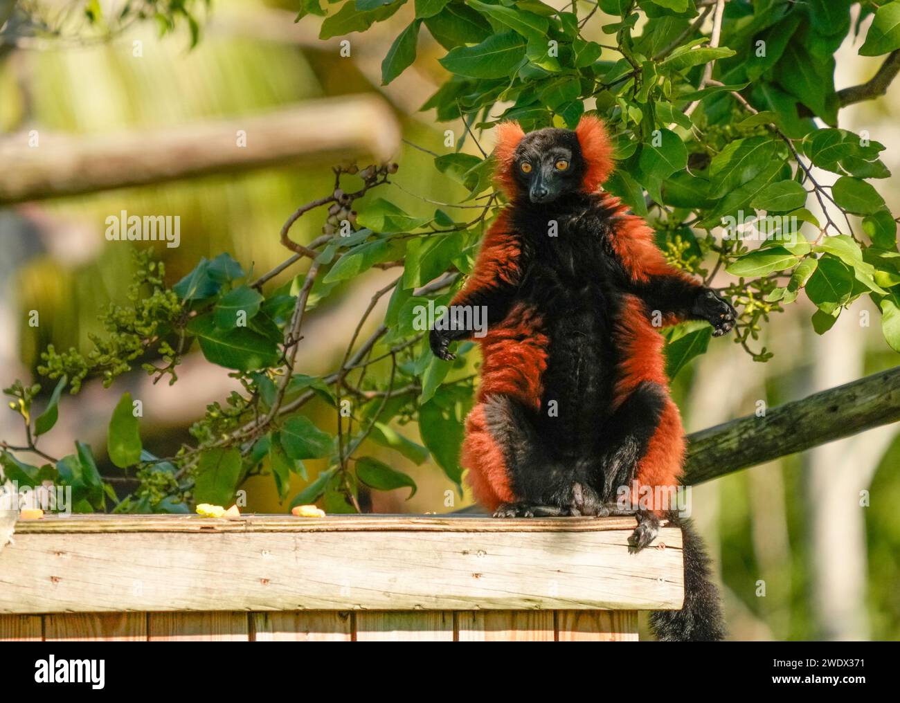Naples, United States. 21st Jan, 2024. RED-RUFFED LEMUR on display at ...